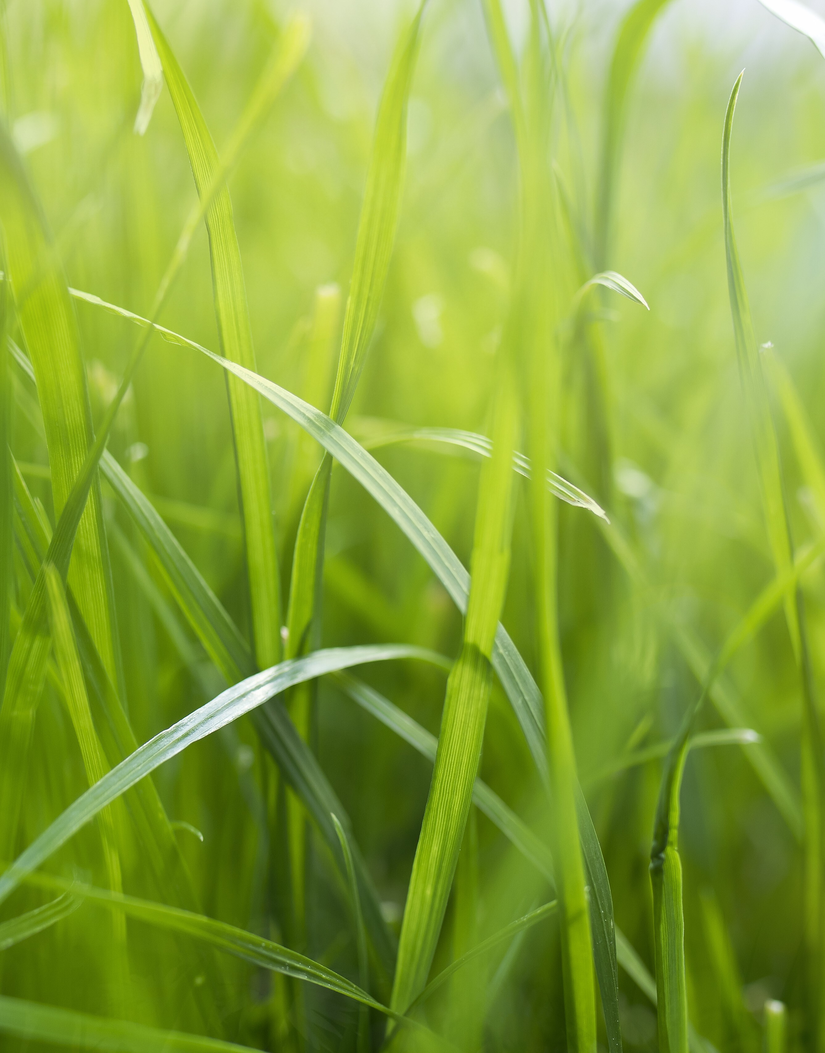 Rapid pH Drop for High-Quality Silage | Homofermenter 100